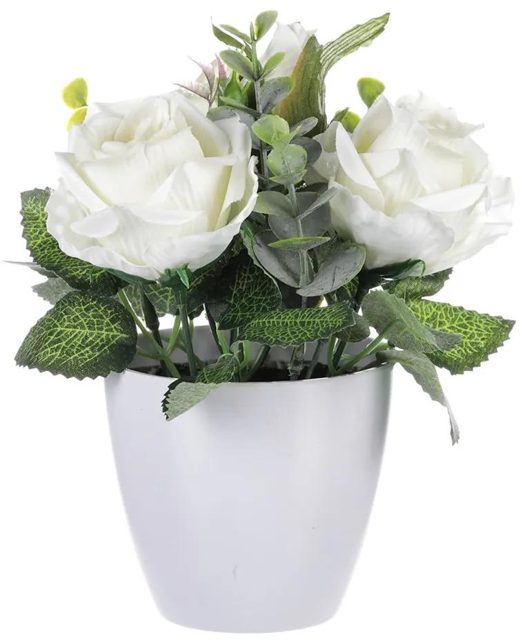 Růžičky v plastovém bílém obalu SG7335 Krémová