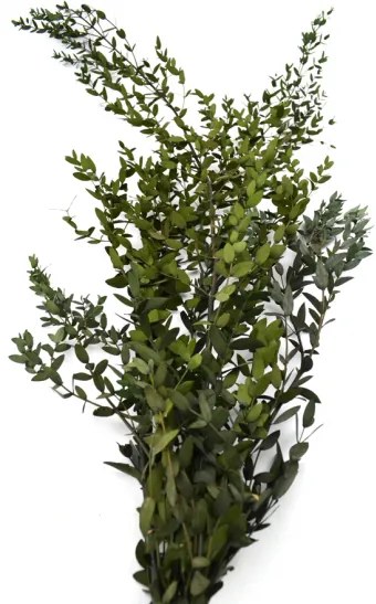Parvafolia