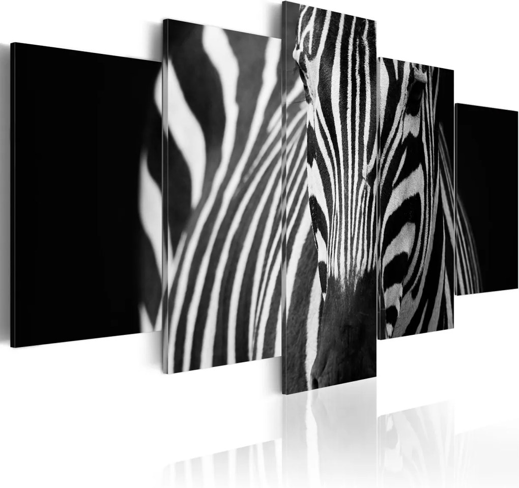 Obraz na plátně Zebra + háčky a hřebíčky ZDARMA Velikost (šířka x výška): 160x80 cm