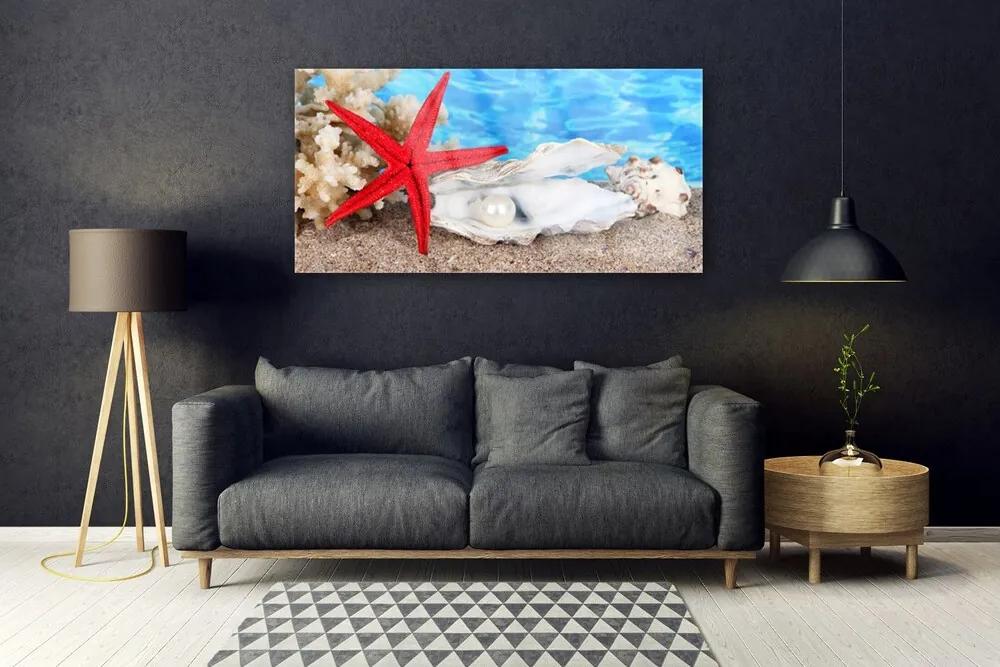 akrylový obraz Hvězdice Mušle Příroda 120x60 cm