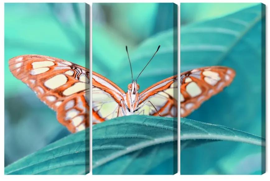 Vícedílný obraz Motýl Na Listu V Makro Měřítku Nedostatek Nedostatek Plátno Canvas 180x120
