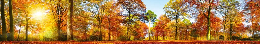 DIMEX | Fototapeta do kuchyně Barevný podzimní les KI-350-188 | 350 x 60 cm | hnědá, žlutá, oranžová