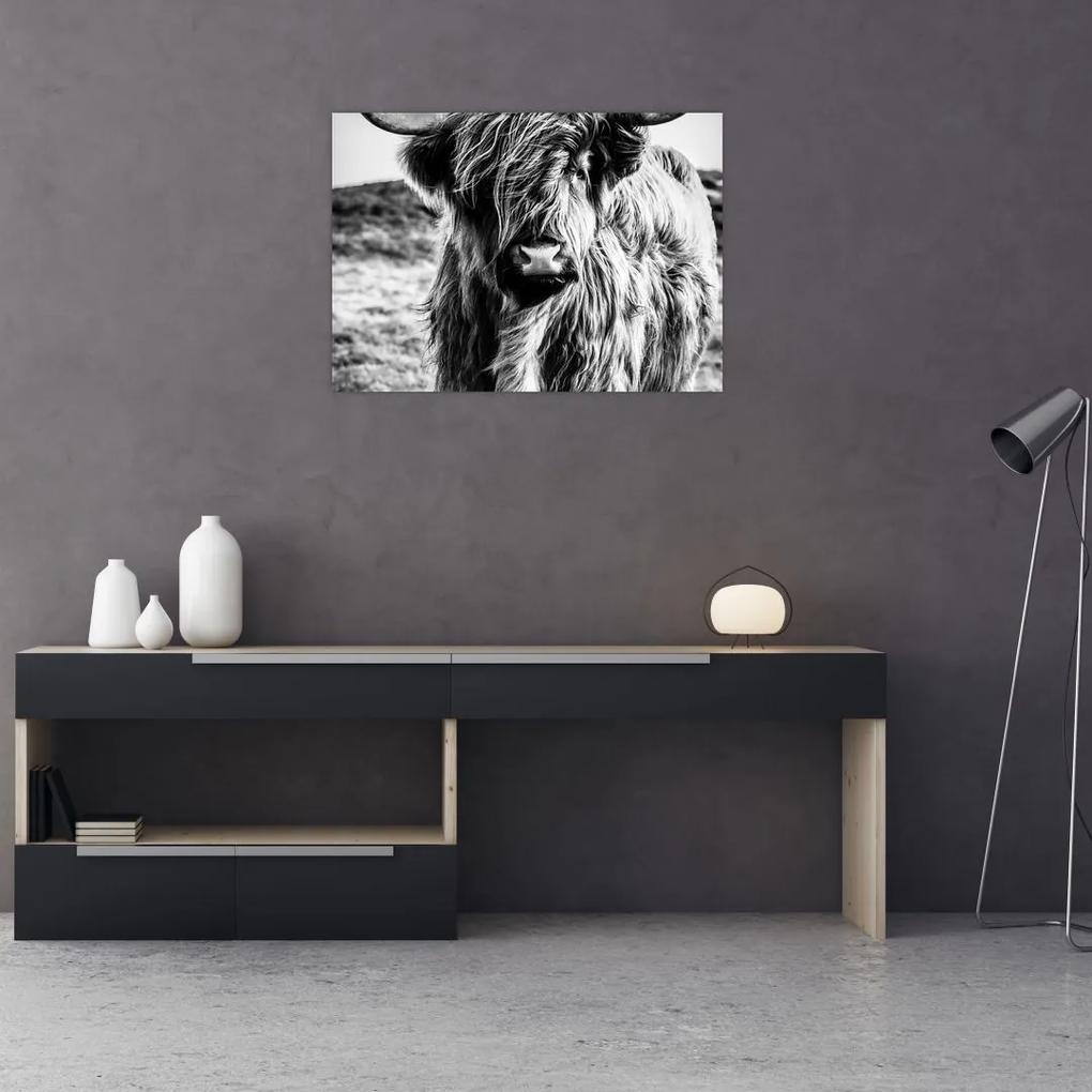 Skleněný obraz - Highland - Skotská kráva (70x50 cm)