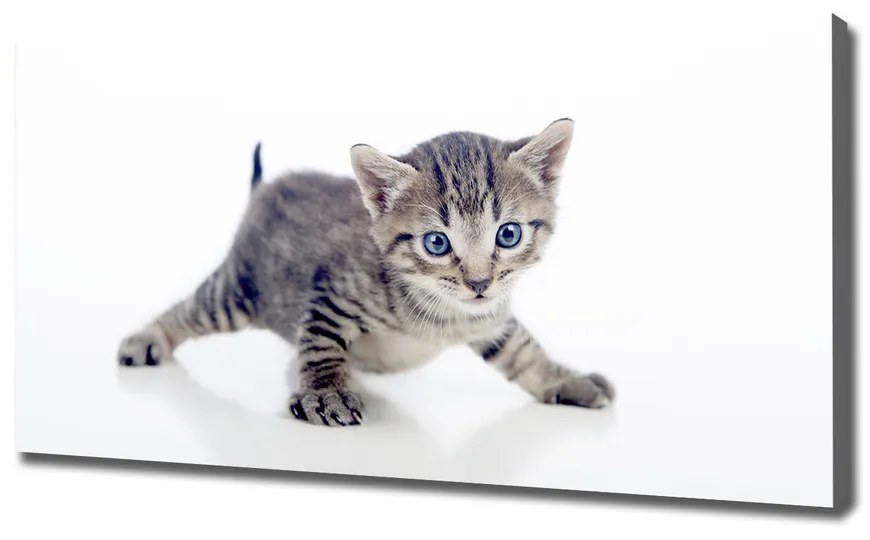 Wallmuralia Foto obraz na plátně do obýváku Malá kočka 120x60 cm
