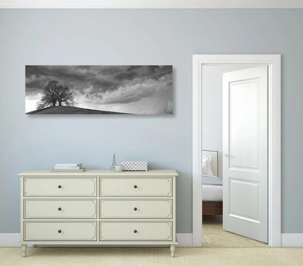 Obraz černobílé osamělé stromy Varianta: 120x40