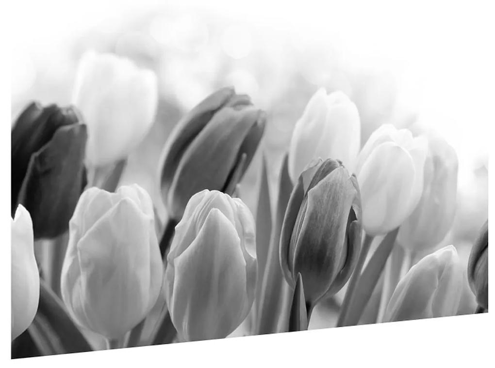 Černobílý obraz pučících tulipánů (100x70 cm)