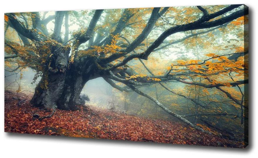 Wallmuralia Foto obraz na plátně Starý strom 100x50