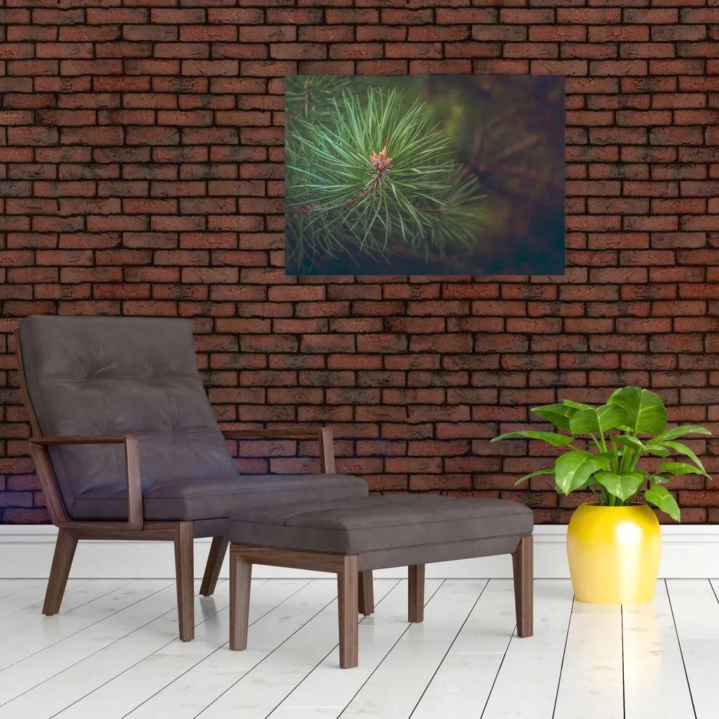 Skleněný obraz - Detail borovice (70x50 cm)