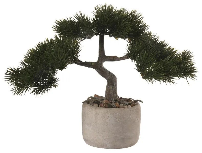 ASA Selection Bonsai BOROVICE vč. květináče