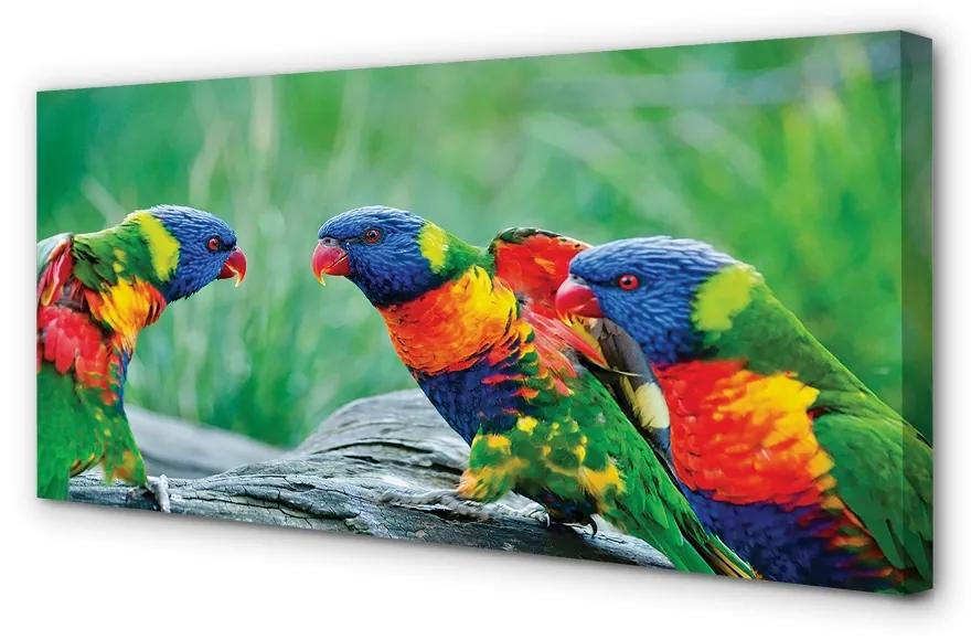 Obrazy na plátně Barevný papoušek stromu 125x50 cm