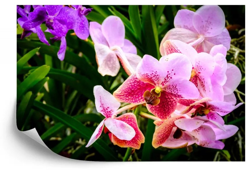 Fototapeta Barevné Orchideje 3D Hladký vinyl 135x90