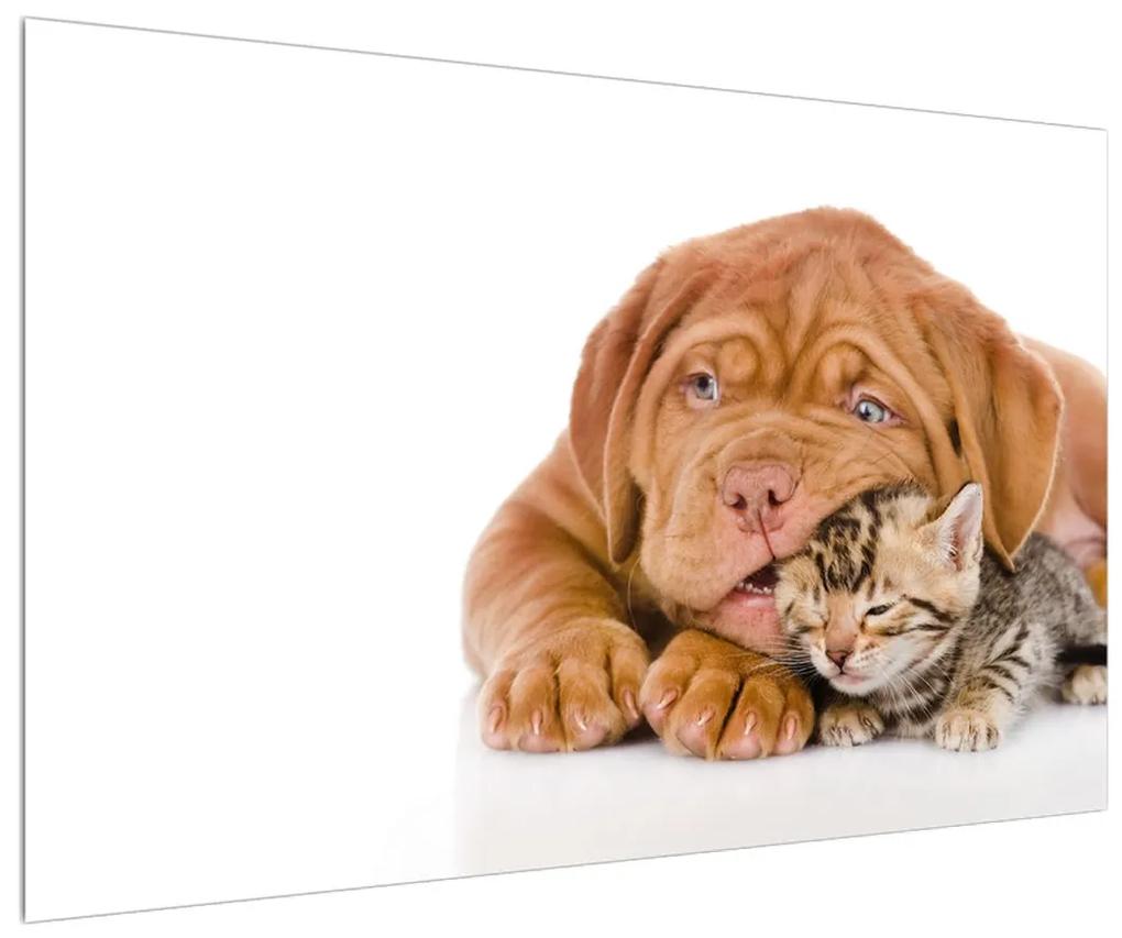 Obraz psa s kotětem (120x80 cm)