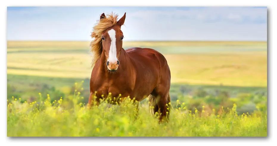 Wallmuralia Moderní akrylový fotoobraz Hnědý kůň 120x60 cm