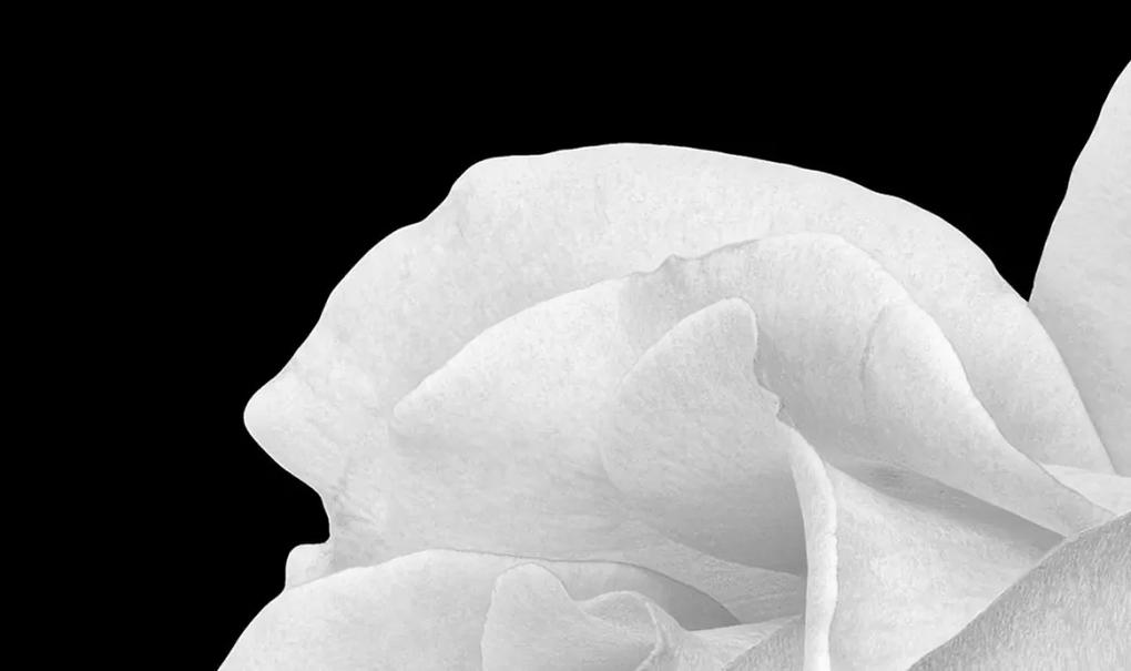 Malvis ® Obraz tajemná bílá růže Velikost: 90x60 cm
