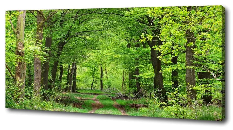 Wallmuralia Foto obraz na plátně Jarní les 125x50 cm