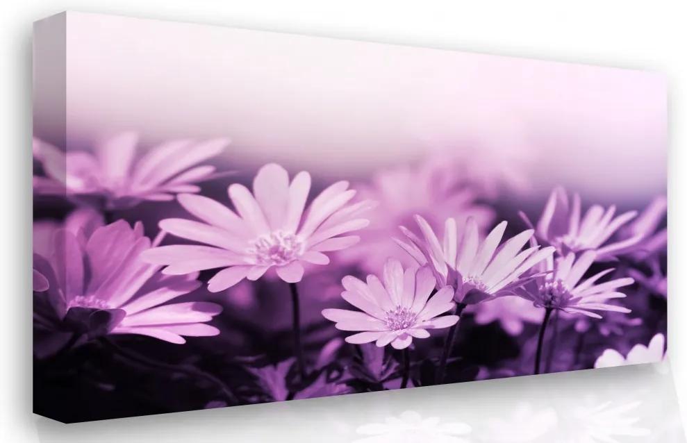 InSmile Obraz - fialové květy  120x80 cm
