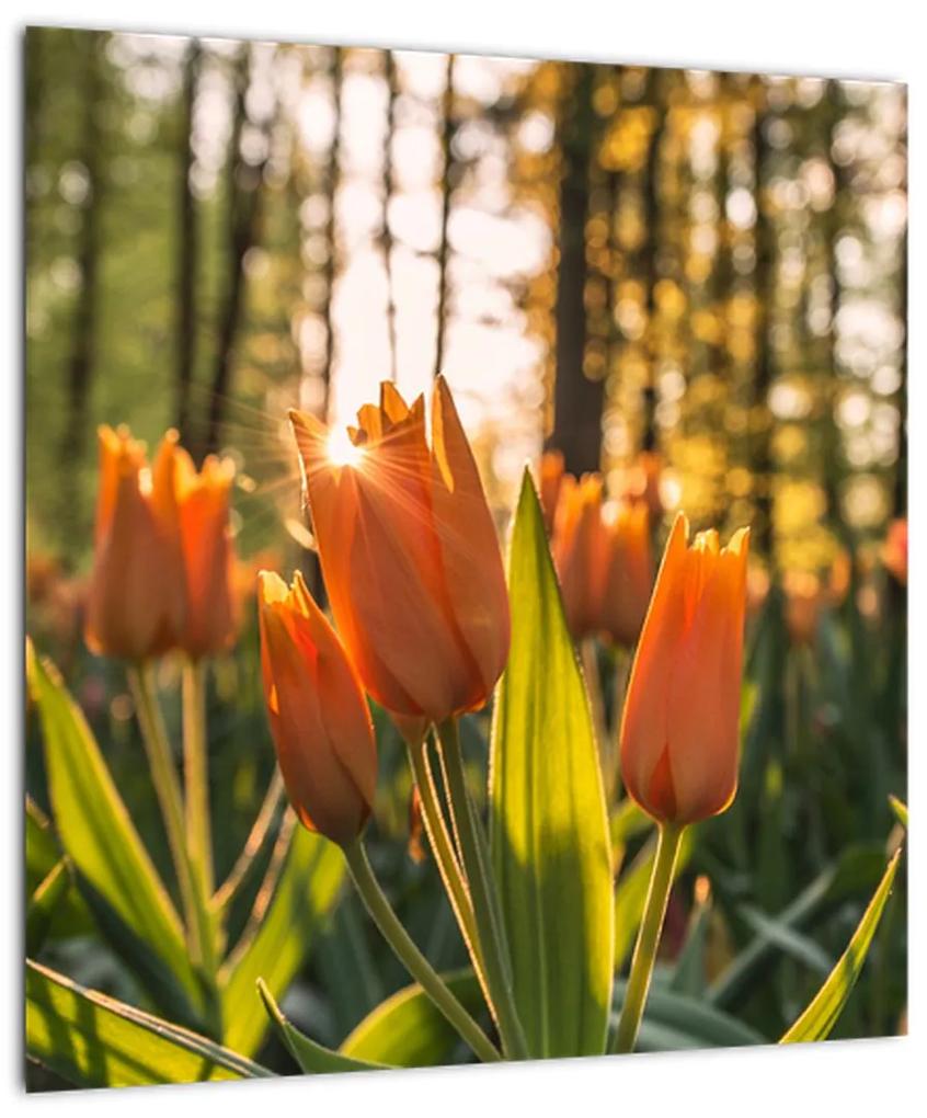 Obraz - oranžové tulipány (40x40 cm), 40 dalších rozměrů