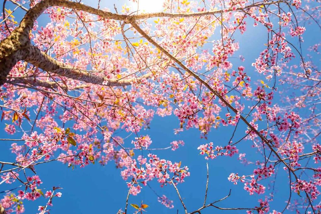DIMEX | Samolepicí vliesová fototapeta na zeď Strom s růžovými květy MA-5-1844 | 375 x 250 cm | modrá, hnědá, růžová