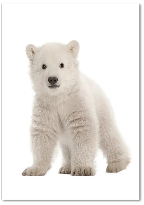Wallmuralia Moderní akrylový fotoobraz Polární medvěd 70x100 cm