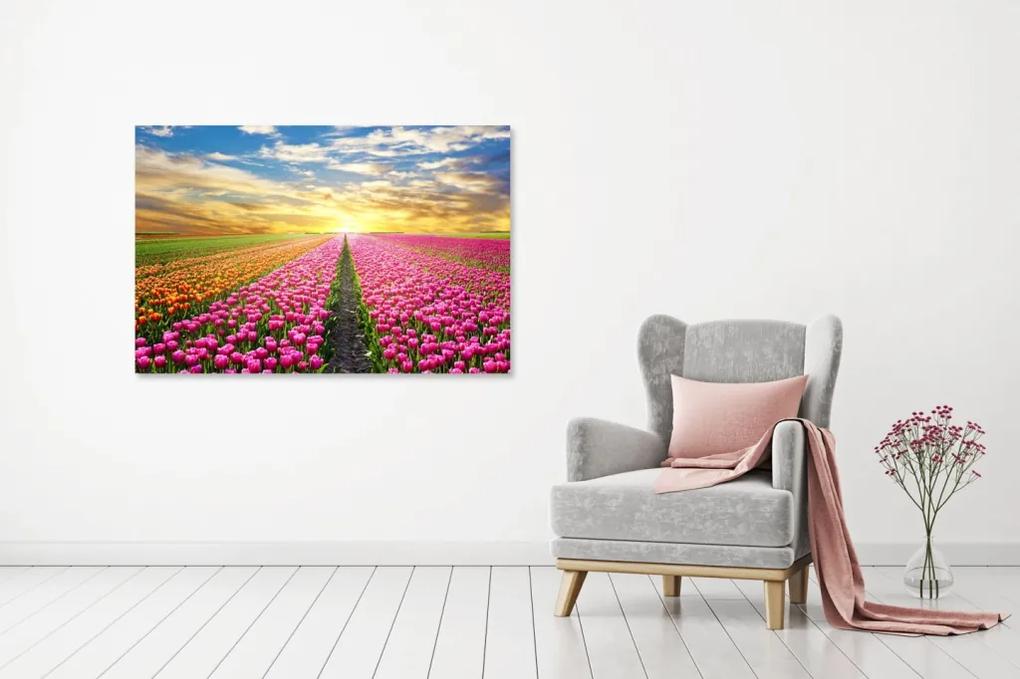 Obraz pole tulipánů Velikost (šířka x výška): 60x40 cm