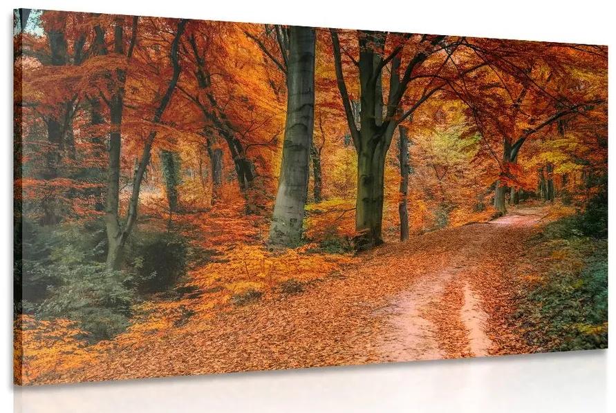 Obraz les v podzimním období - 90x60 cm