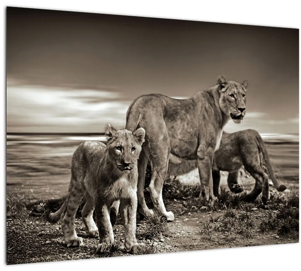 Skleněný obraz černobílých lvů (70x50 cm)