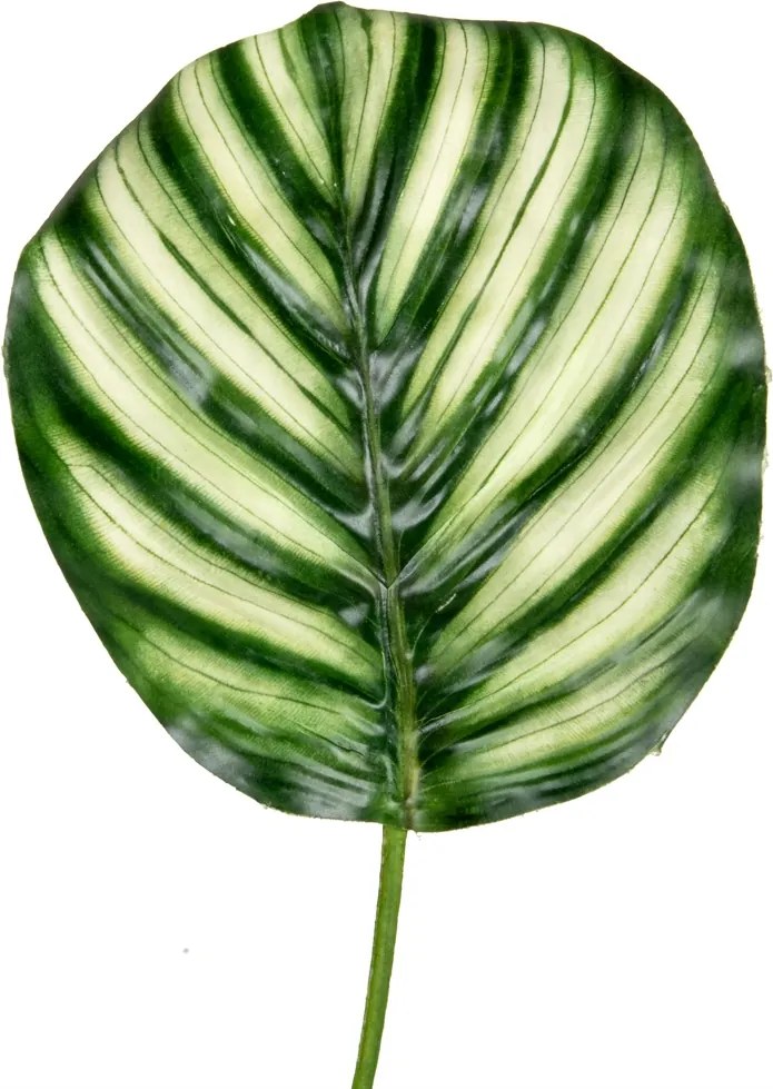 Dekorativní umělá Calathea Hawaj - 30 cm