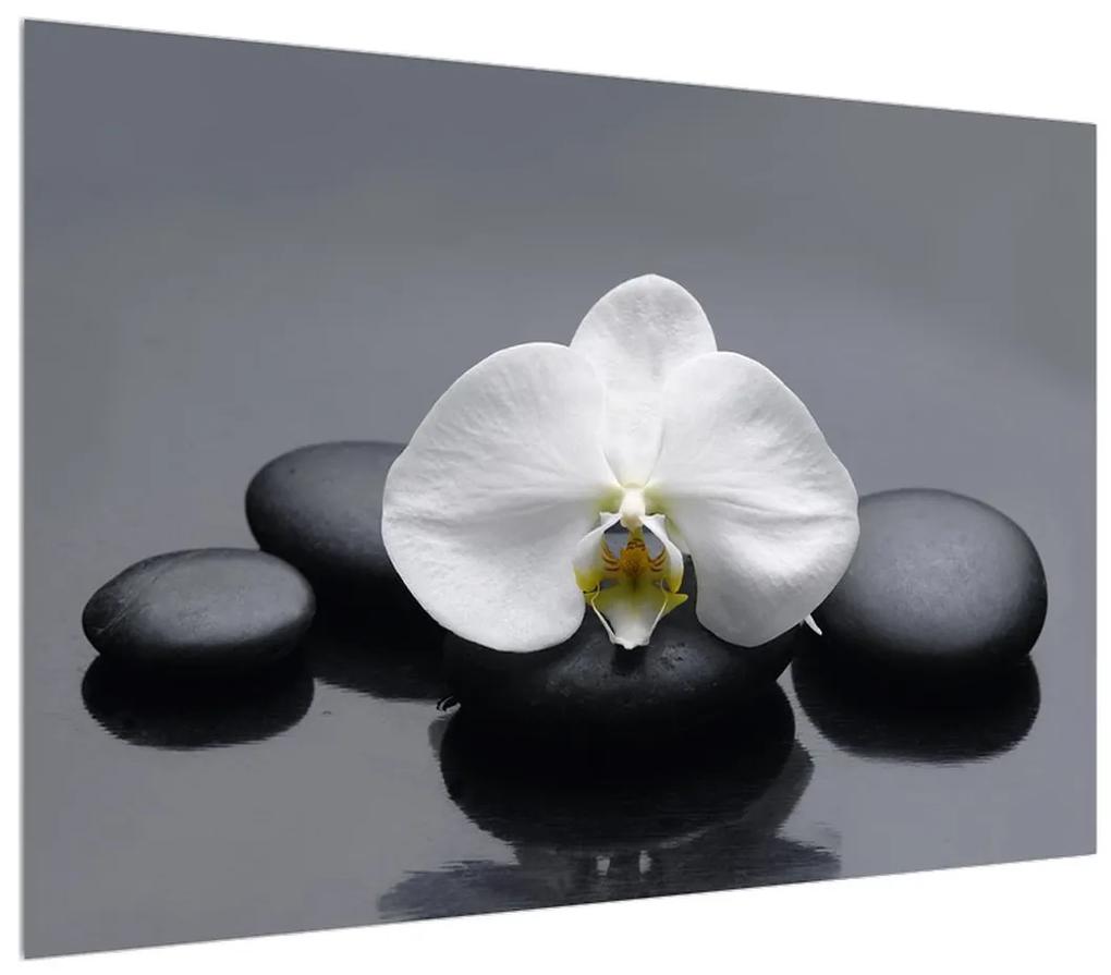 Obraz orchideje (100x70 cm)
