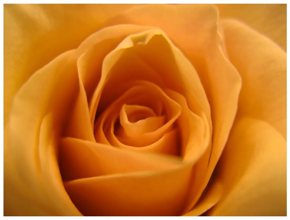 Fototapeta - Žlutá růže (150x116 cm) - Murando DeLuxe