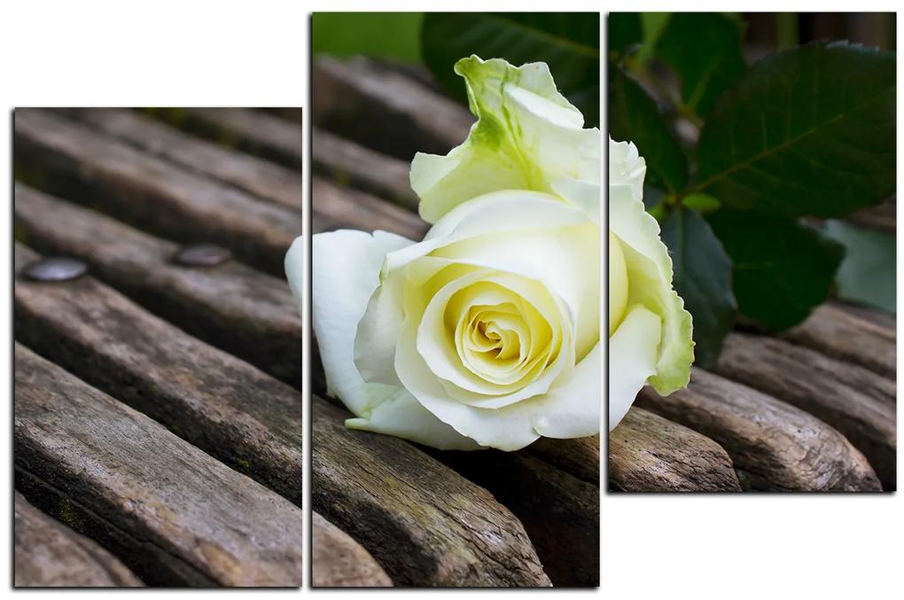 Obraz na plátně - Bílá růže na lavici  1224D (105x70 cm)