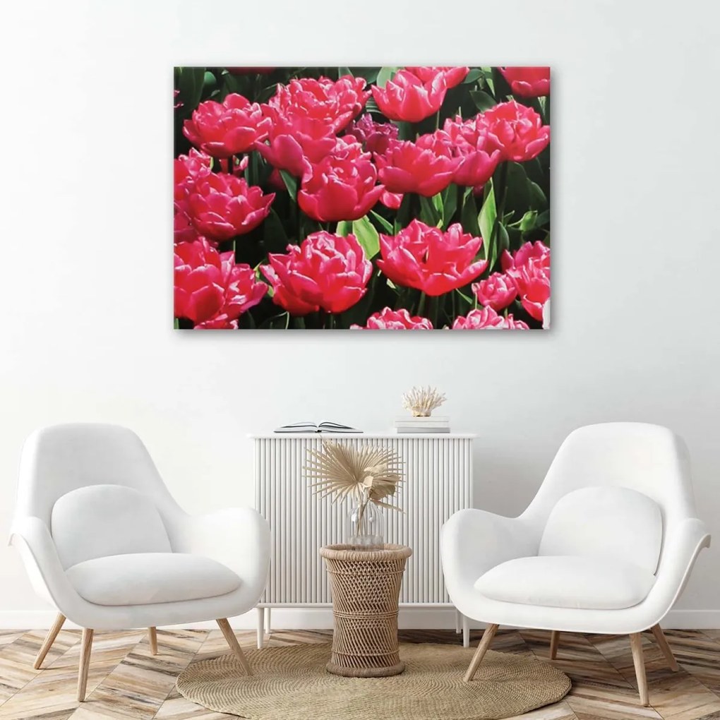 Obraz na plátně Růžové tulipány Květina Příroda - 60x40 cm