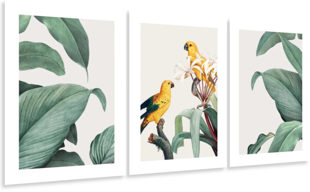 Gario Sada plakátů Papoušci a listy - 3 dílná Barva rámu: Bez rámu, Rozměry: 99 x 45 cm