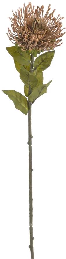 leucospermum 73 cm - hnědá