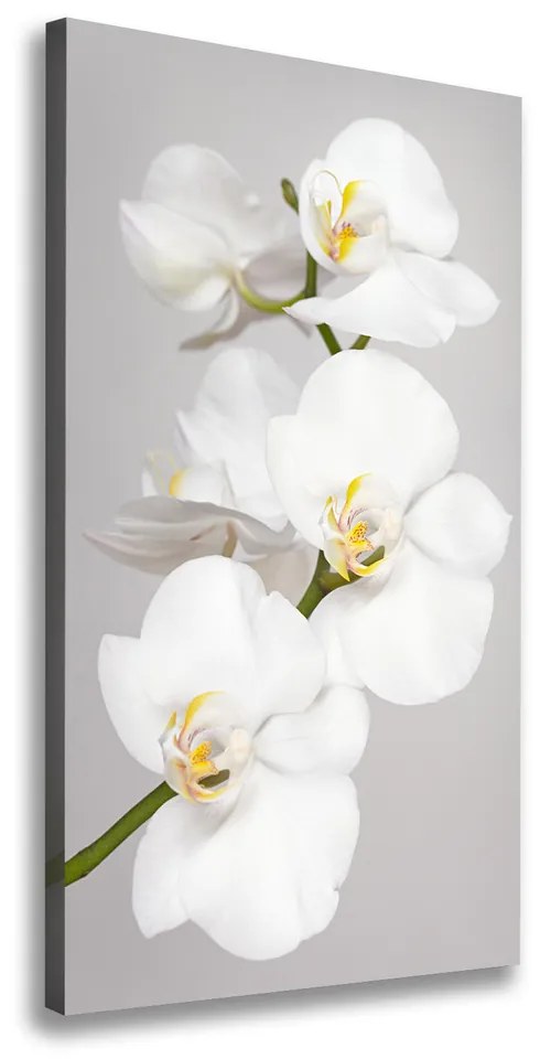 Wallmuralia Foto obraz na plátně Bílá orchidej 50x100 cm