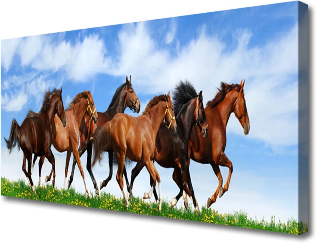 Obraz Canvas Cválající Koně na Pastvině