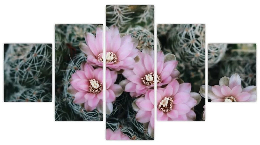 Obraz květ kaktusu (125x70 cm)