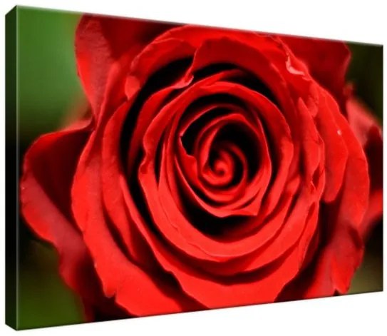 Tištěný obraz Pěkná kvetoucí růže 30x20cm 81A_1T