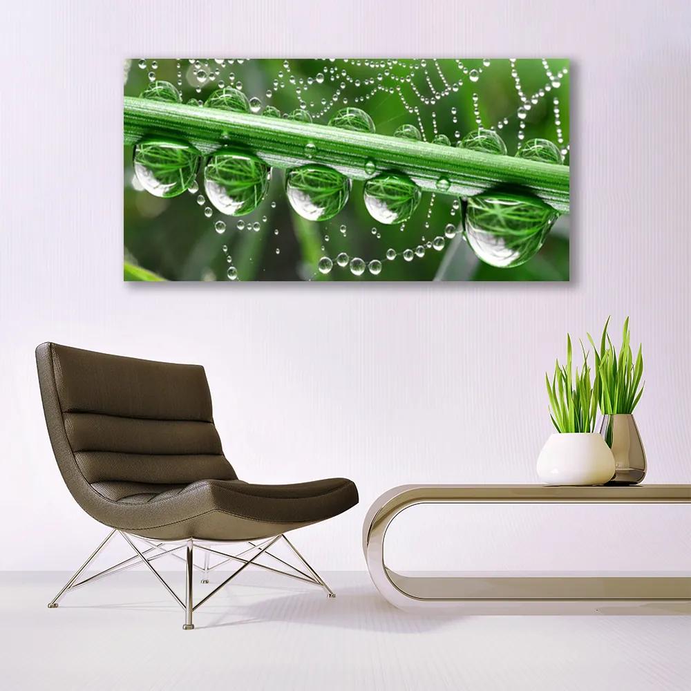 akrylový obraz Pavučina Kapka Rostlina 120x60 cm