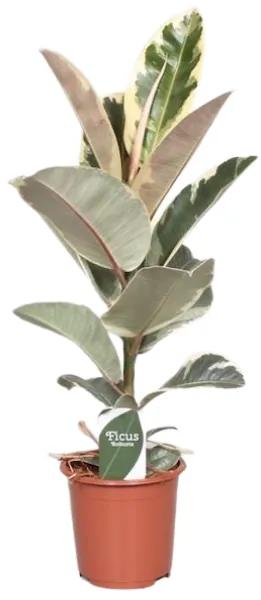 Pokojová rostlina Ficus elastica Tineke, průměr 17 cm