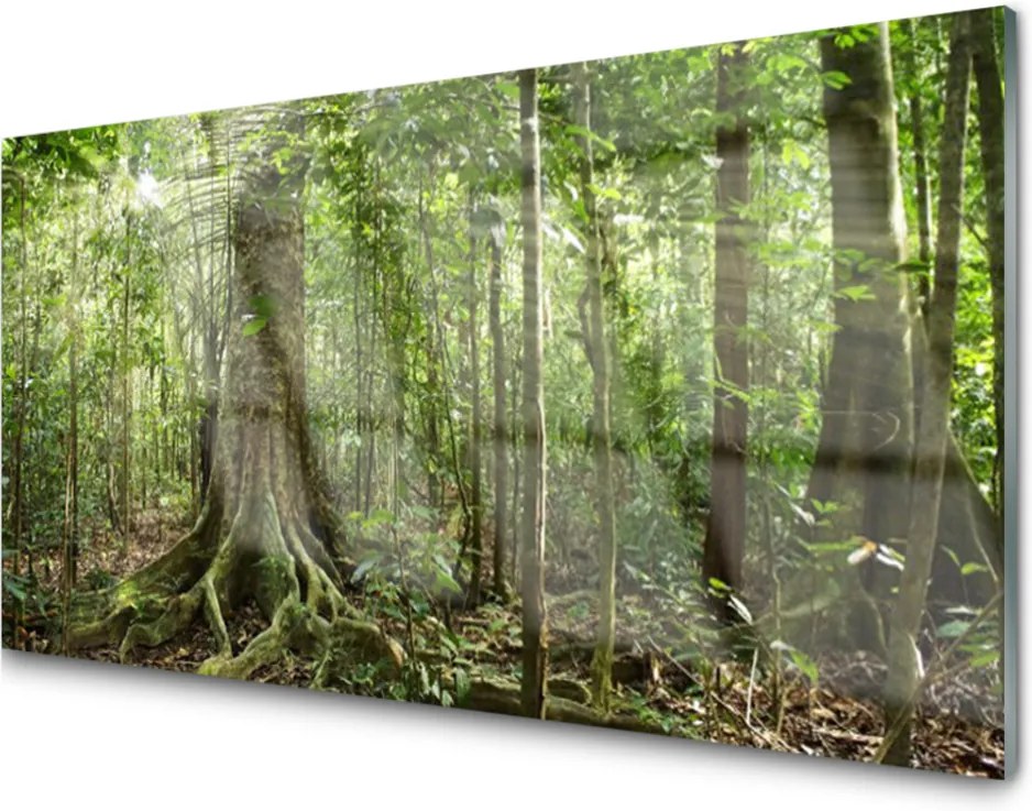 Plexisklo obraz Les Příroda Džungle
