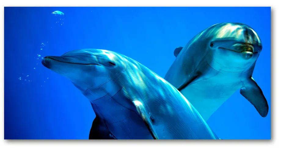 Wallmuralia Moderní skleněný obraz z fotografie Dva delfíni 100x50 cm