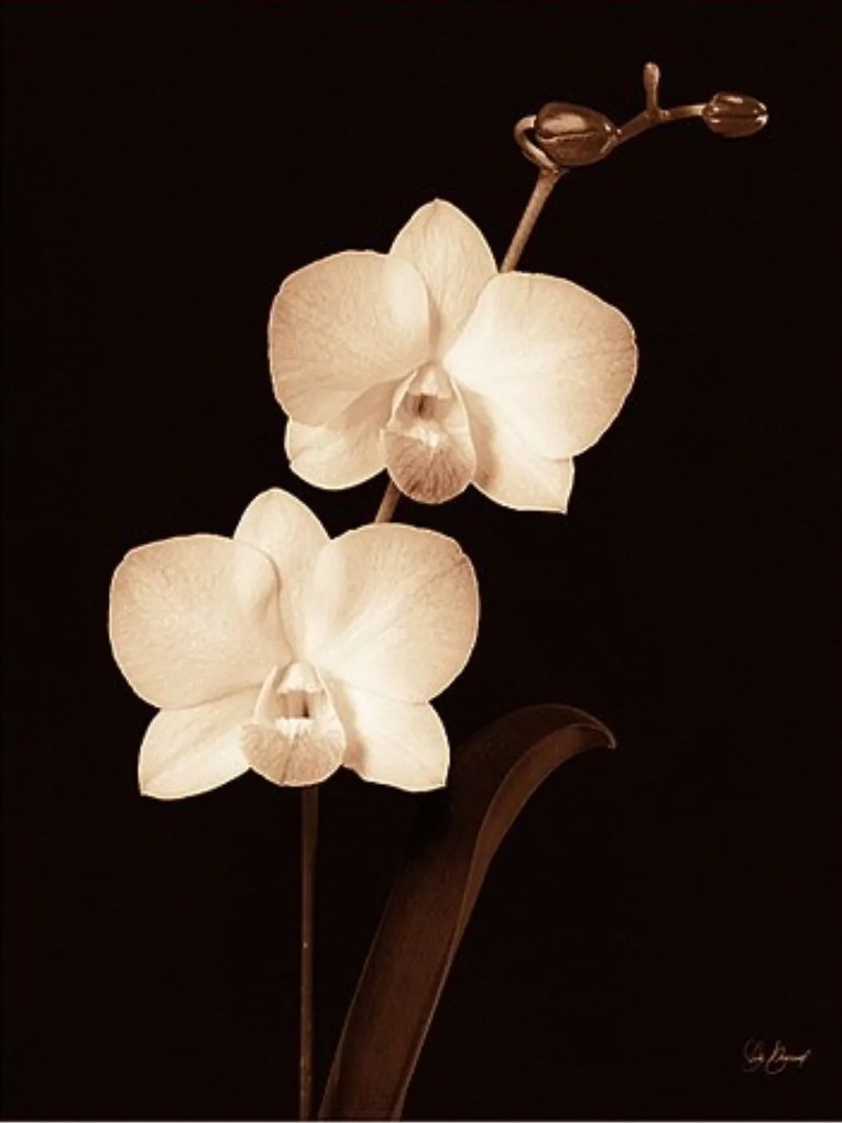 ART-STYLE Obrázek 30x40, orchidej, rám bílý s patinou