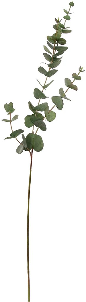 Eucalyptus, výška 80 cm