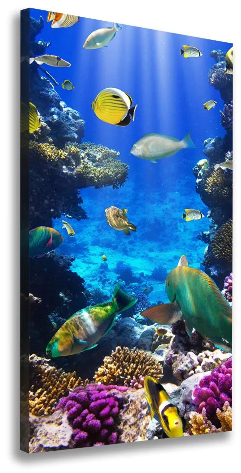 Wallmuralia Vertikální Foto obraz canvas Korálový útes 50x100