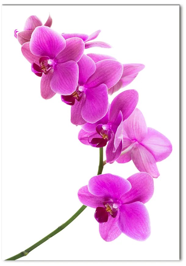 Wallmuralia Fotoobraz na skle Růžová orchidej 70x100 cm