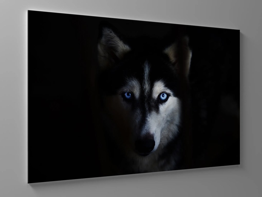 Obraz pes husky Rozměr: 120 x 80 cm