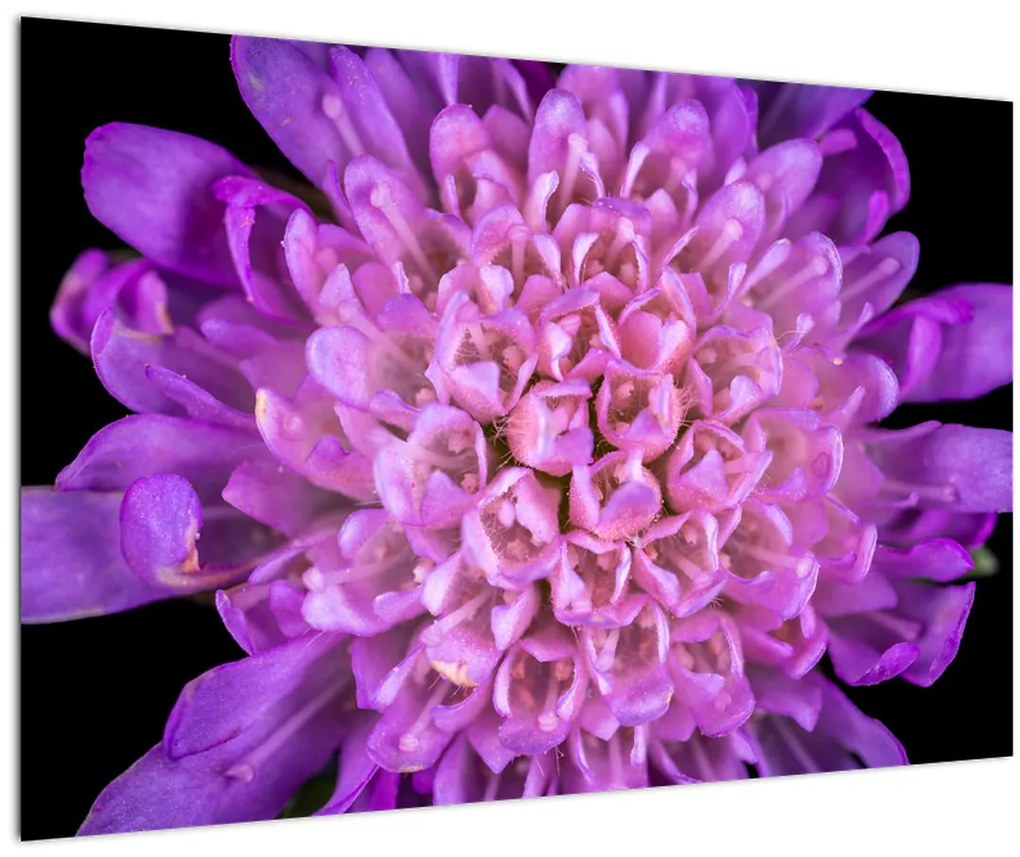 Detailní obraz květu (90x60 cm), 40 dalších rozměrů