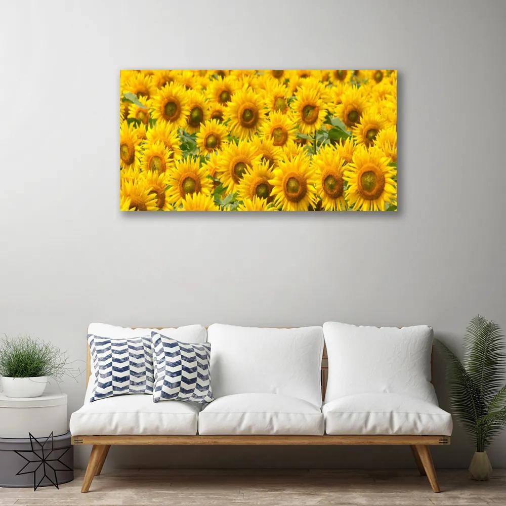 Obraz na plátně Slunecznice Rostlina 100x50 cm