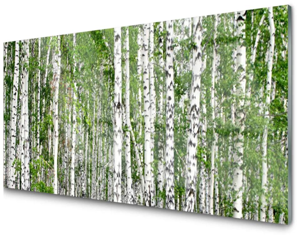 Obraz na skle Bříza Les Stromy Příroda