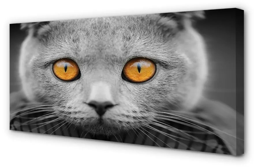 Obrazy na plátně Šedá Britská kočka 100x50 cm